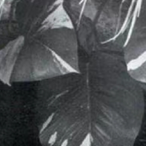 苏澳晋宛 