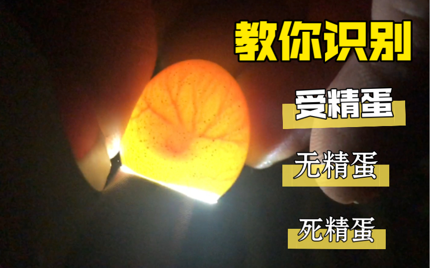教你识别孵化种蛋的几种情况,受精蛋,无精蛋,死精蛋,家里有养鸡鸭鹅的...