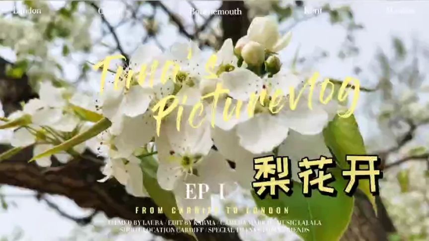 梨花每一颗都是沧桑干枯的粗树干,不同的姿态,弯曲铺张着生长…