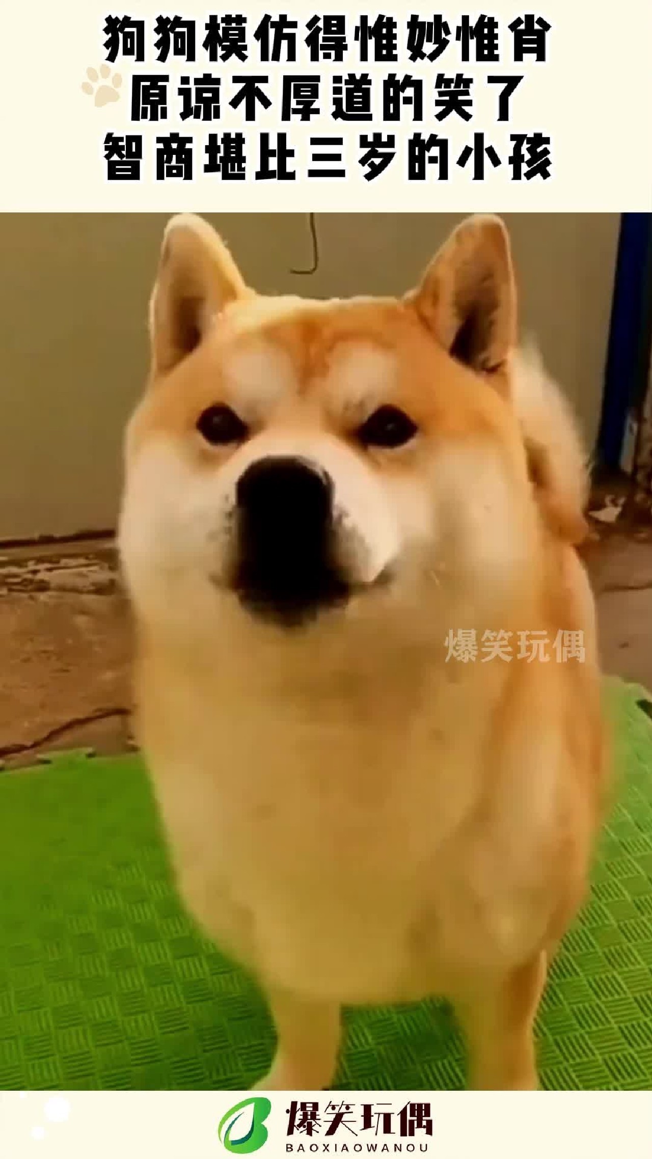 狗狗模仿得惟妙惟肖,原谅不厚道的笑了,智商堪比三岁的小孩!