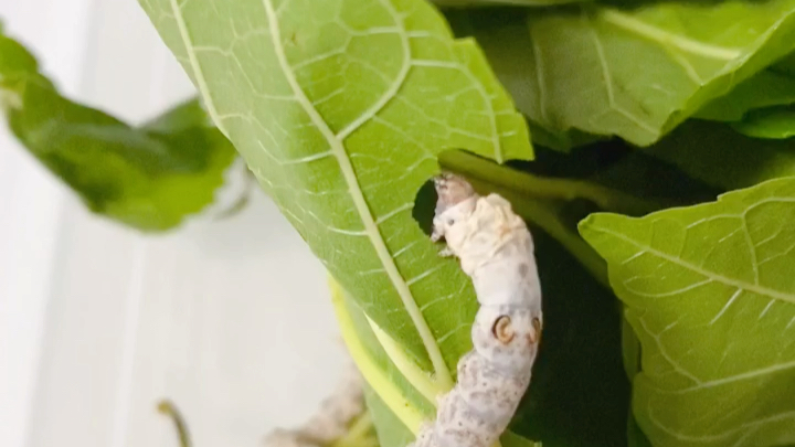 蚕宝宝吃桑叶 3倍速