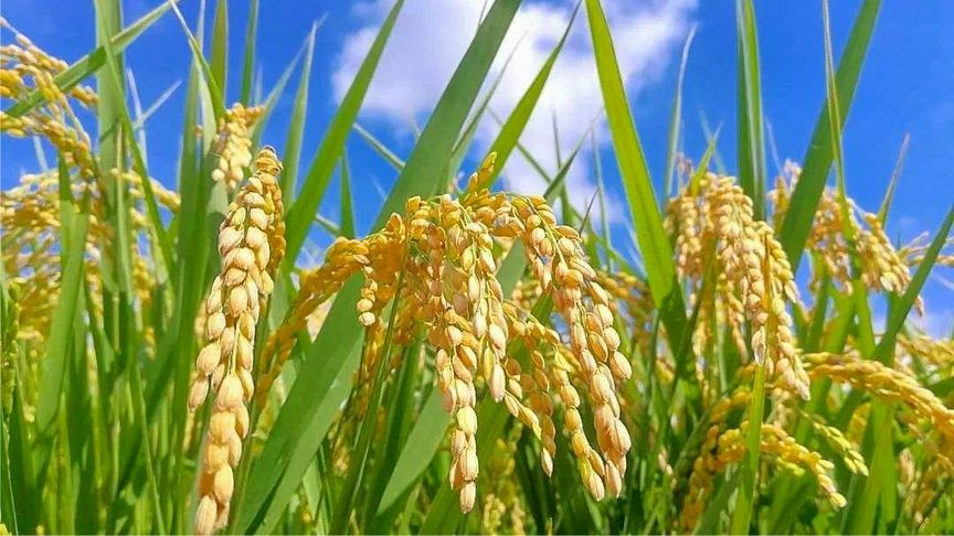 农家夜校238水稻栽培管理技术(八)水稻的大田栽培技术2