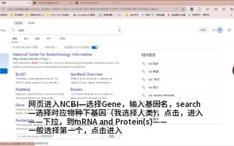 NCBI引物设计