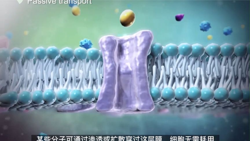 解剖和生理学|被动运输和主动运输