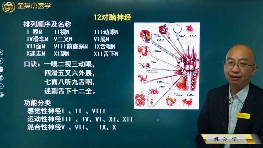 中枢神经02脑02脑干内部结构02十二对脑神经的排列顺序及功能分类
