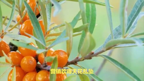 沙棘原浆竟是养生黑马!4大神奇功效让你从此爱上它