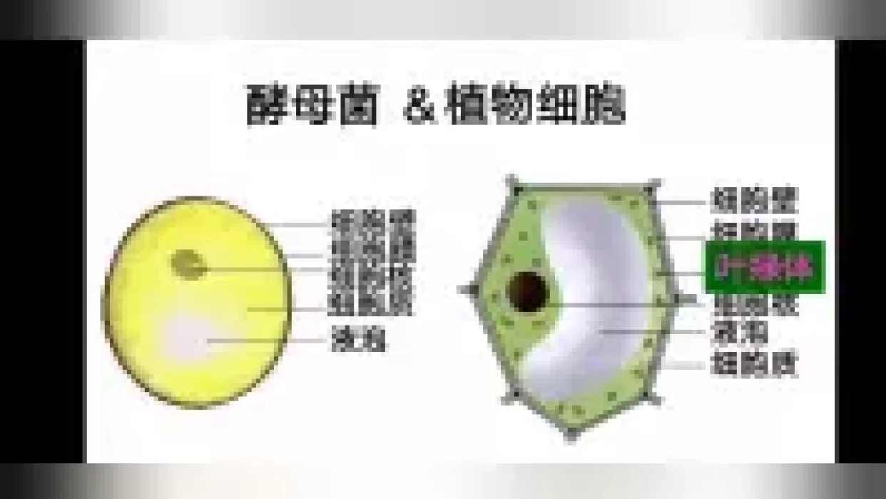 七年级_生物_真菌