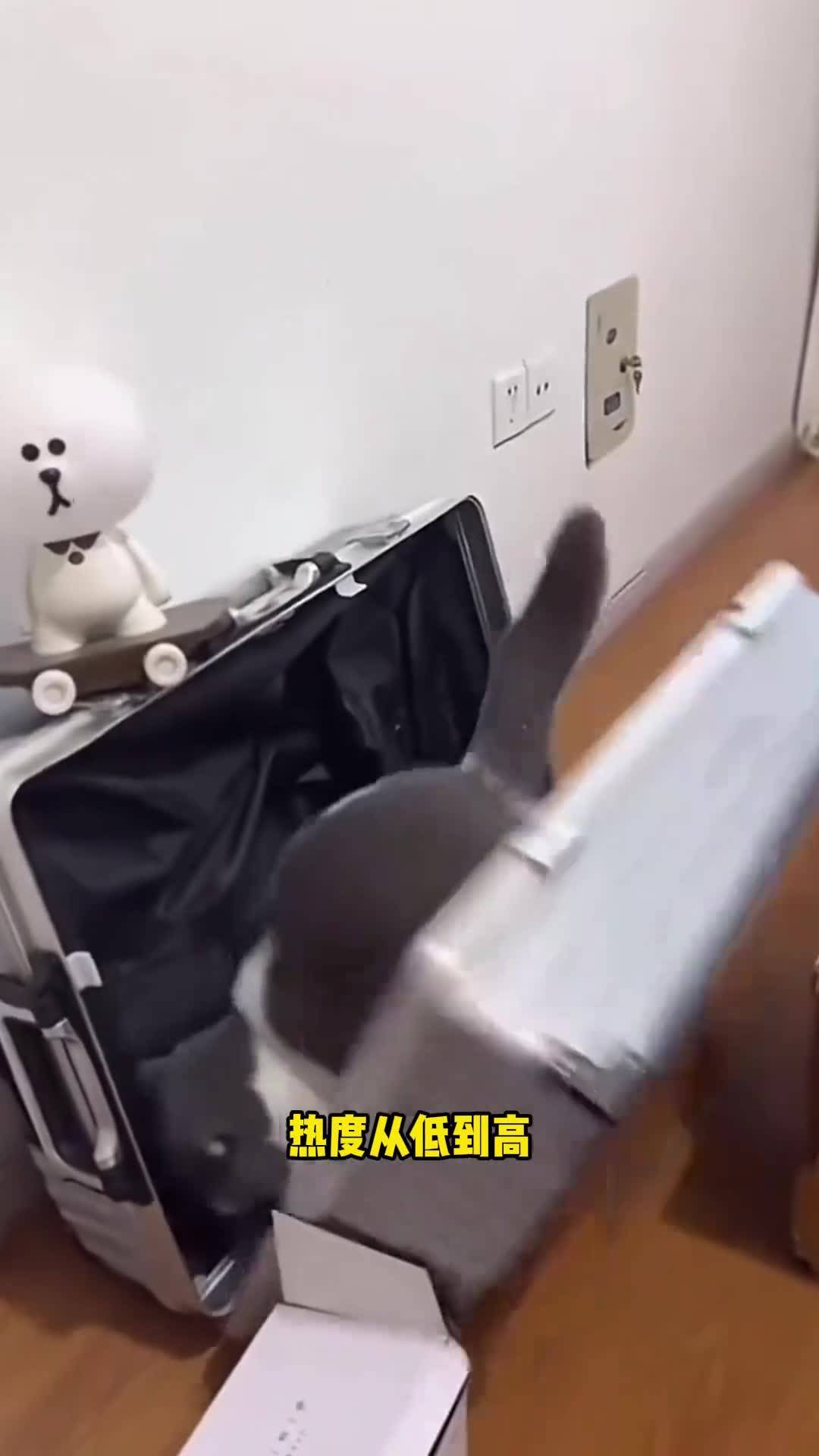 盘点热门猫咪排行,哪一只猫才是你心里pick