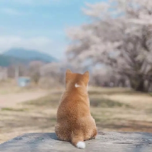 草市街有趣的饼干 