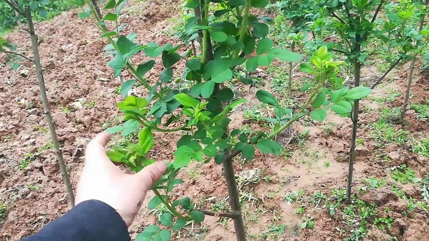 高杆蔷薇做成树月季理论与和概念讲解,干货已备好请注意查收