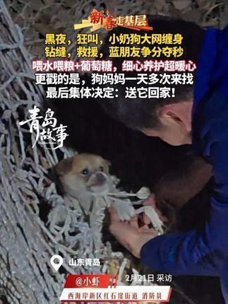 ...蓝朋友争分夺秒
喂水喂粮+葡萄糖,细心养护超暖心
更戳的是狗妈妈...