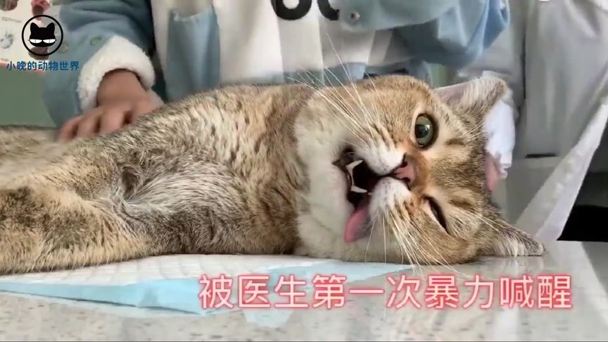 猫咪手术后醒麻醉的全过程,它的表情承包了我一年的笑点