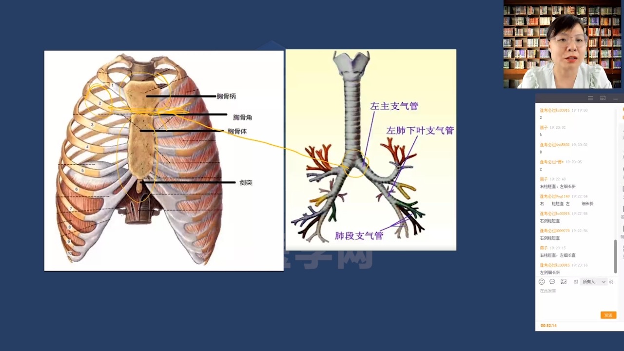 08主管护师考试-呼吸系统结构和功能-下呼吸道山河医学网