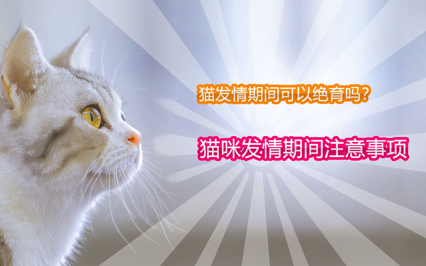 猫咪发情期间可以绝育吗?猫咪发情期间注意事项