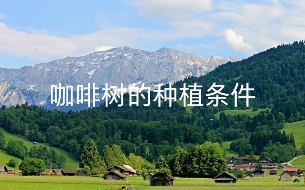 咖啡树的种植条件