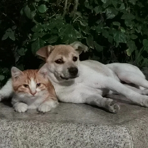 为伊胖得人憔悴 