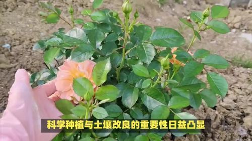 科学种植与土壤改良在提升月季价格中的重要性分析
