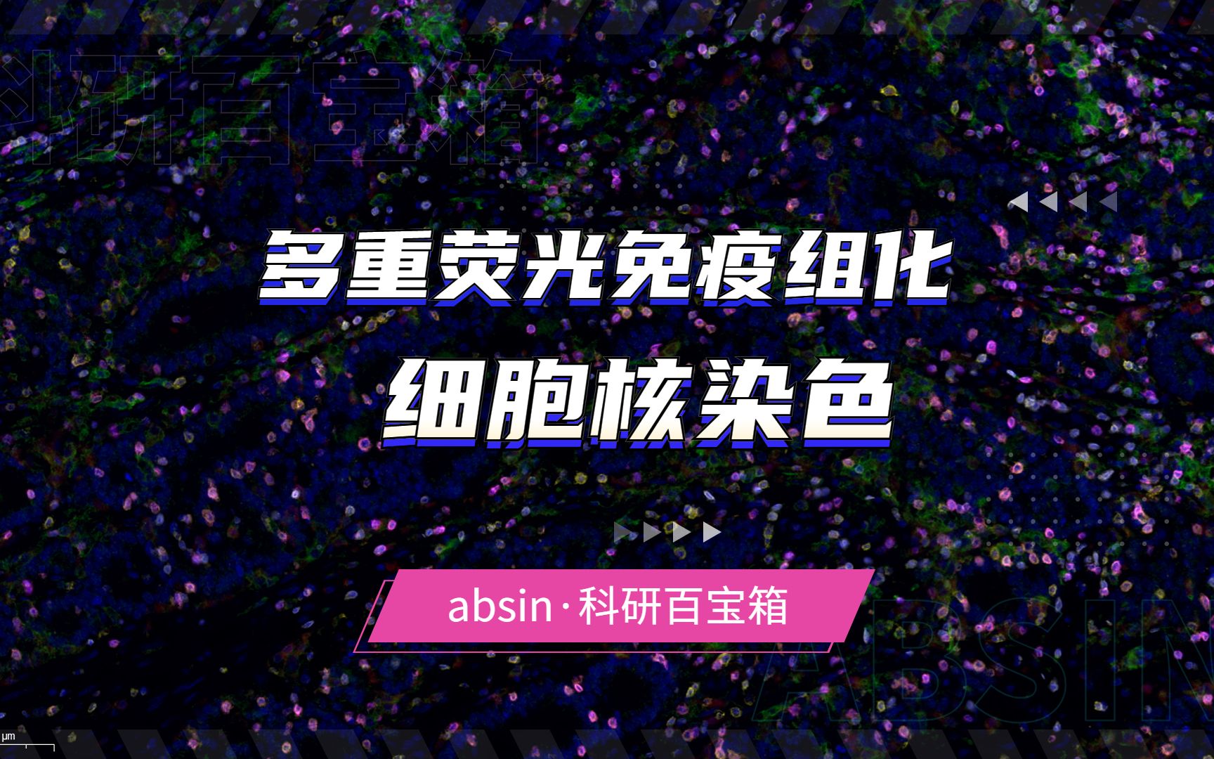 细胞核染色常见染料详解