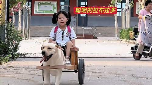 暖心拉布拉多变身超级管家:接娃取快递,忙成小区最靓的仔!