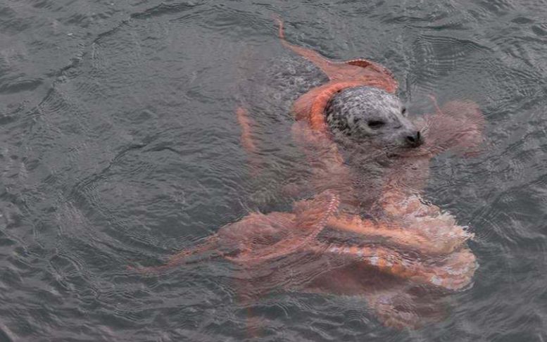 最聪明的海洋生物,却像黑社会一样蛮恨,未来是否成为海洋霸主?