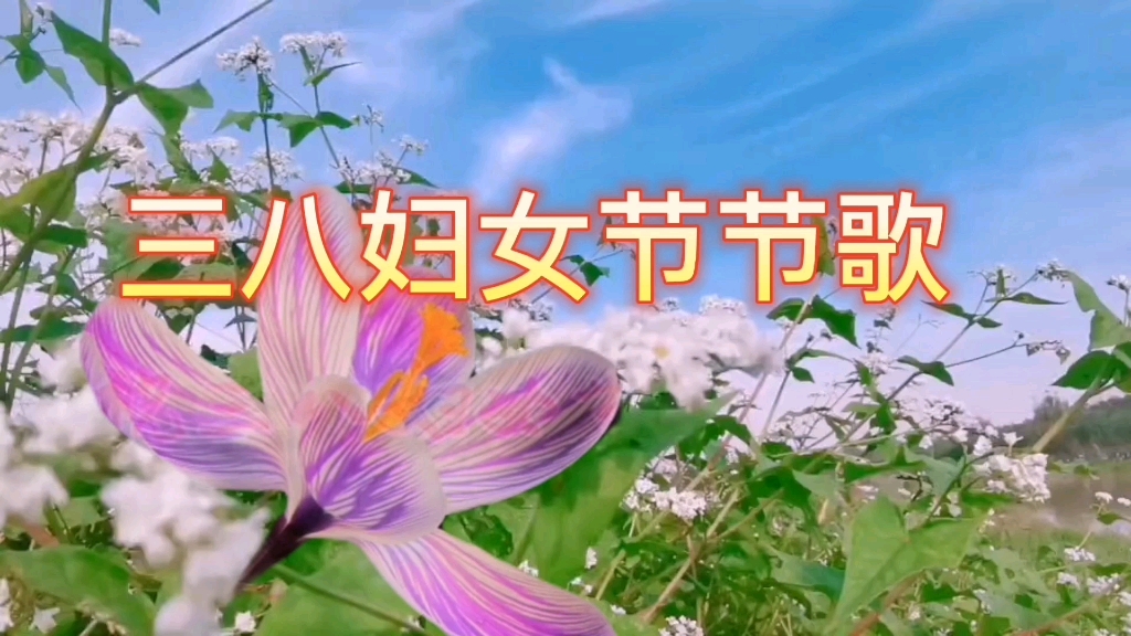 一首《三八妇女节节歌》献给全天下的女同胞们,祝美丽长存!