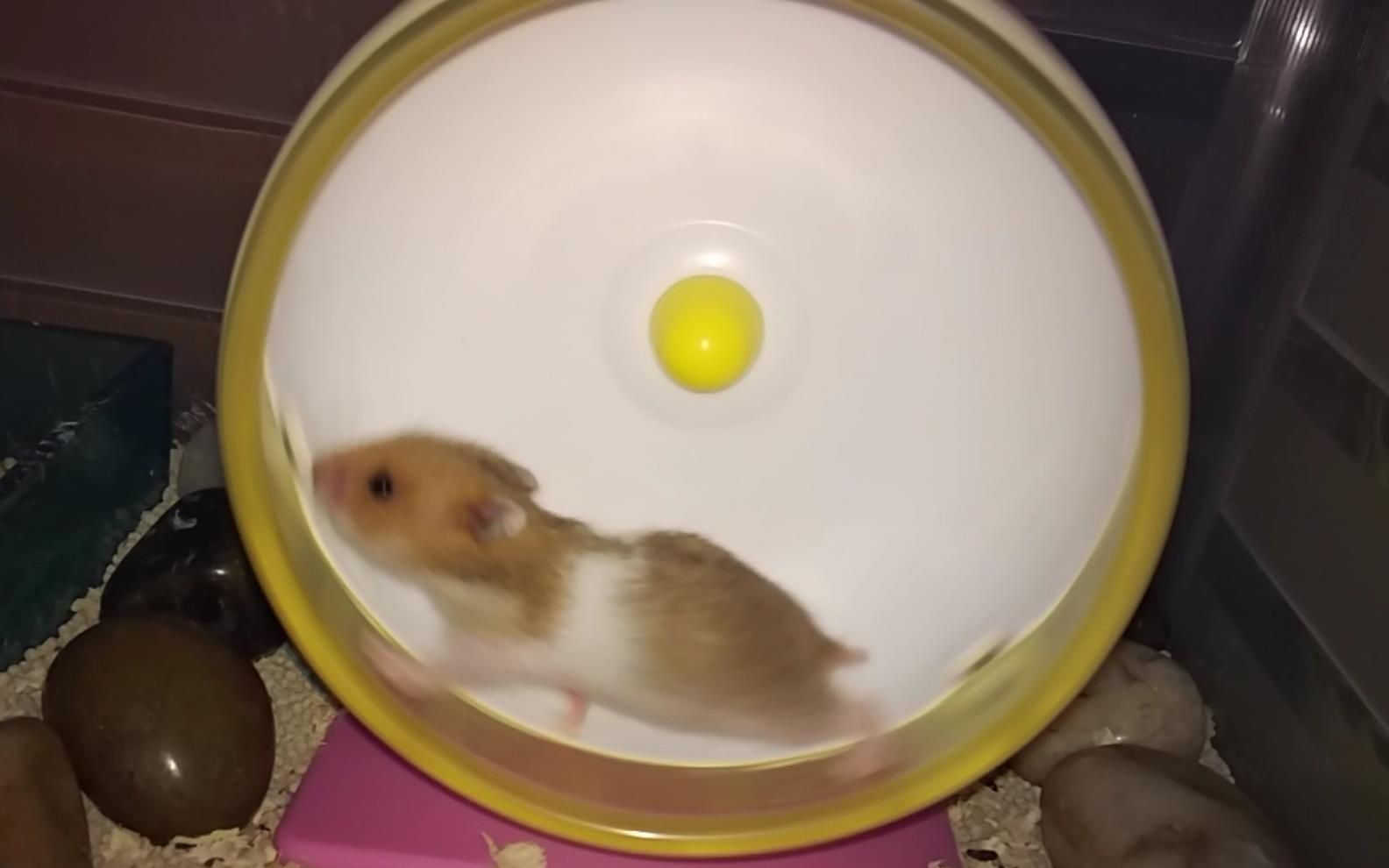 生后第十七天的仓鼠宝宝【生长记录】