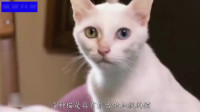 世界10大最昂贵的猫!它的价格可以买套房子了?你愿意买吗?