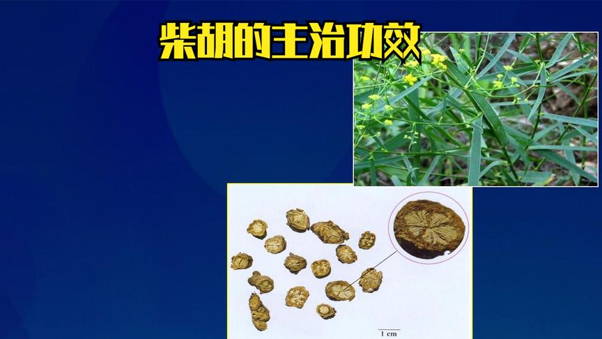 2021执业药师资格考试-中药学专业知识二-柴胡的主治功效