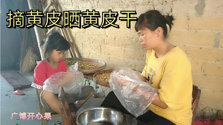 摘黄皮果晒干当零食吃,有消食,止咳功效,你吃过吗
