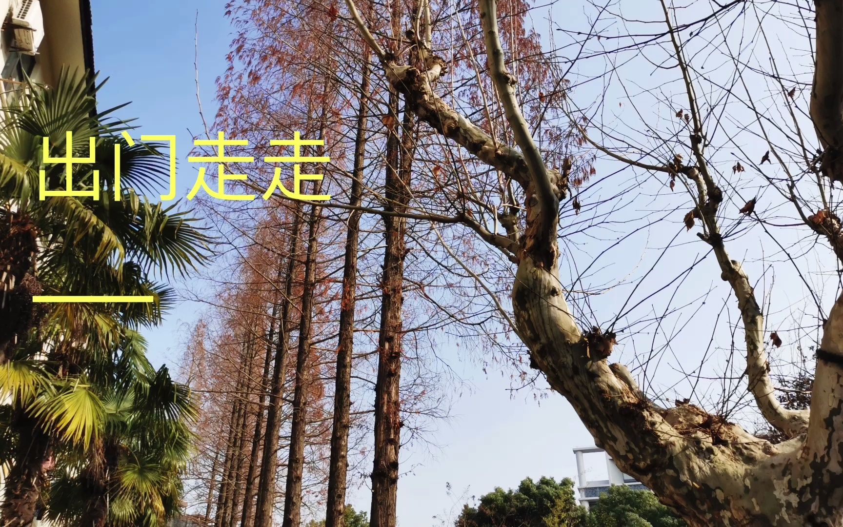 出门走走|2023年寒假|同济大学校园实拍