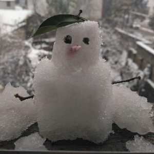 鲤鱼开花 