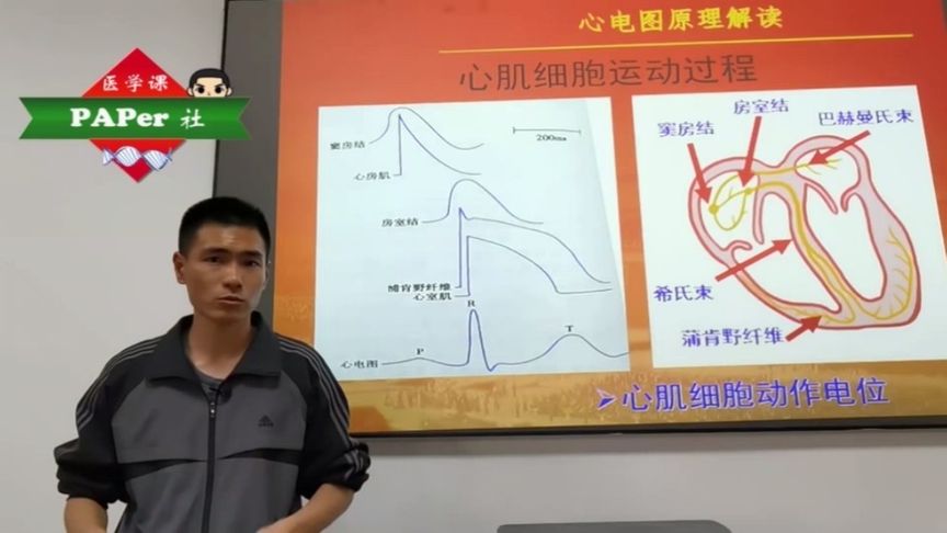 心电图原理 心肌细胞动作电位 去极化与复极化过程