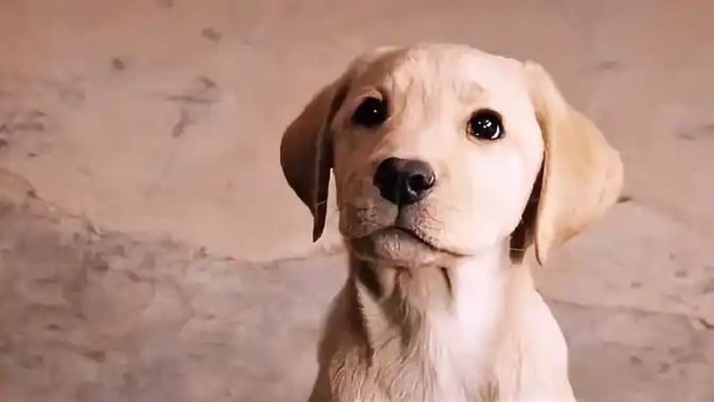 狗狗是世界上最忠诚的动物