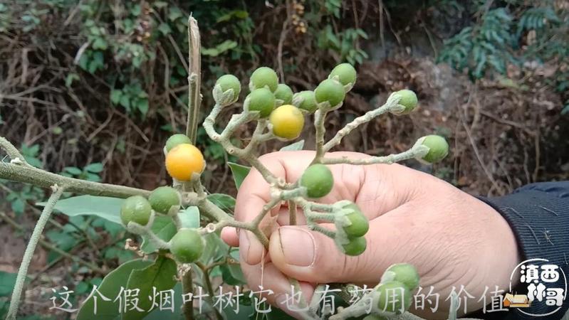 农村一种常见植物,果实超级漂亮,浑身是宝,这些用途你了解了吗