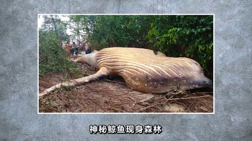 森林中4种不可思议的发现,如果没有视频,你可能不会相信