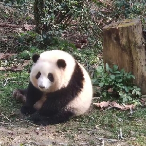 薪算通 