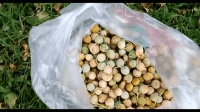 ...采摘银杏果(白果)的季节, 大家都知道银杏叶, 你知道银杏果及其功效吗?