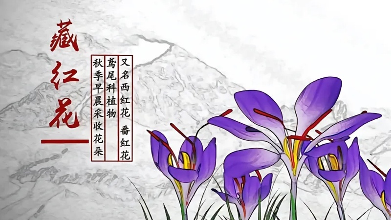 藏红花! 它可不是红花哟!