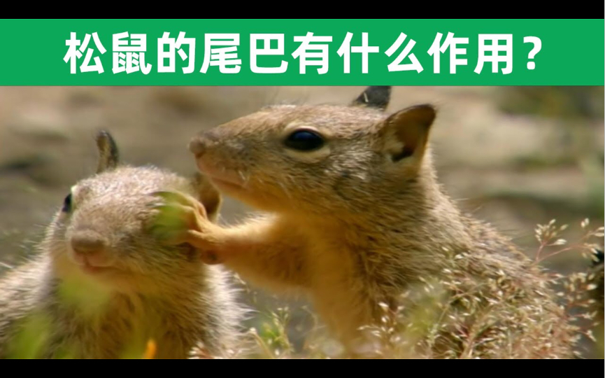 你知道松鼠的尾巴有什么作用吗?