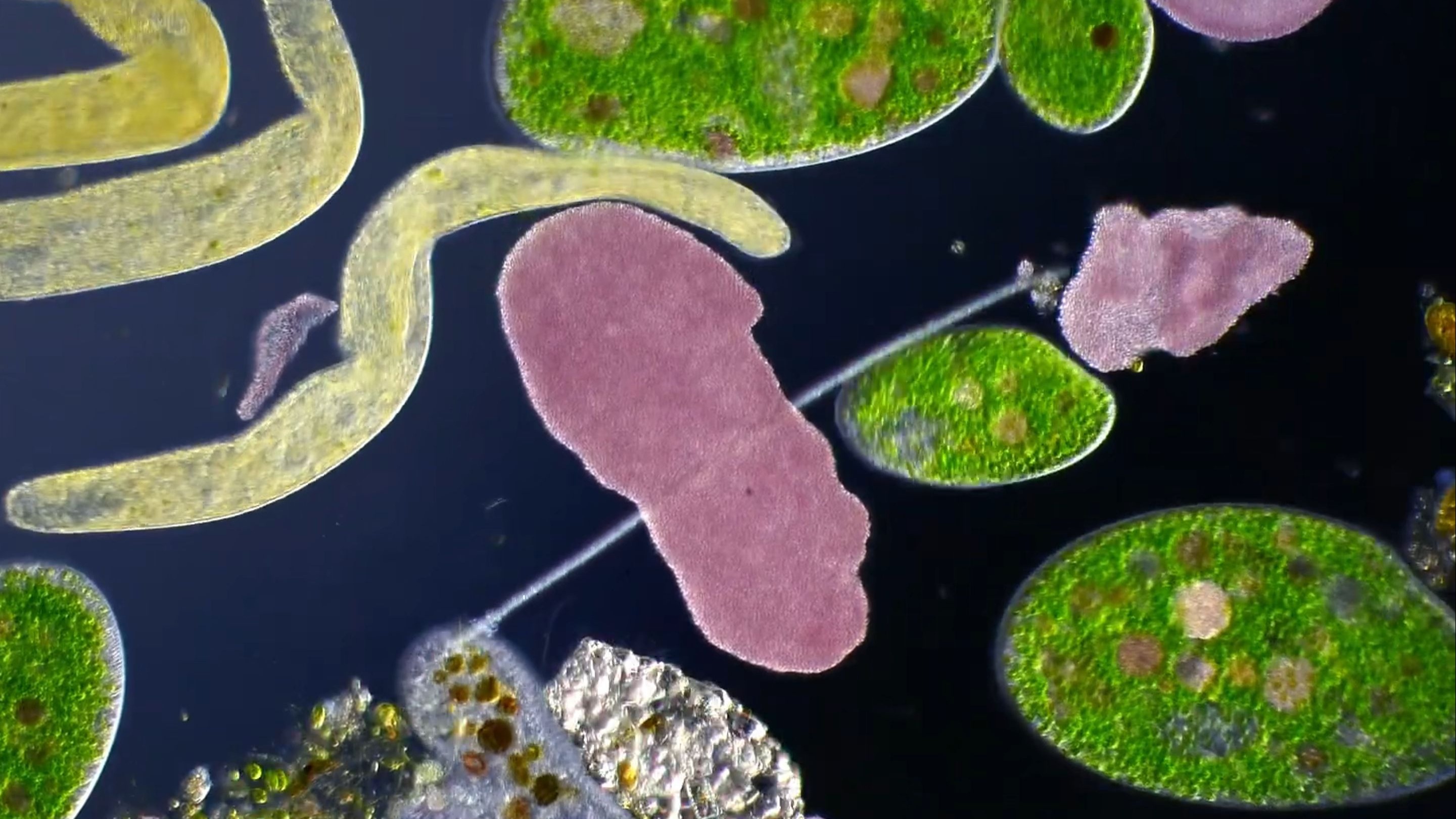 一水一世界--形形色色的原生动物