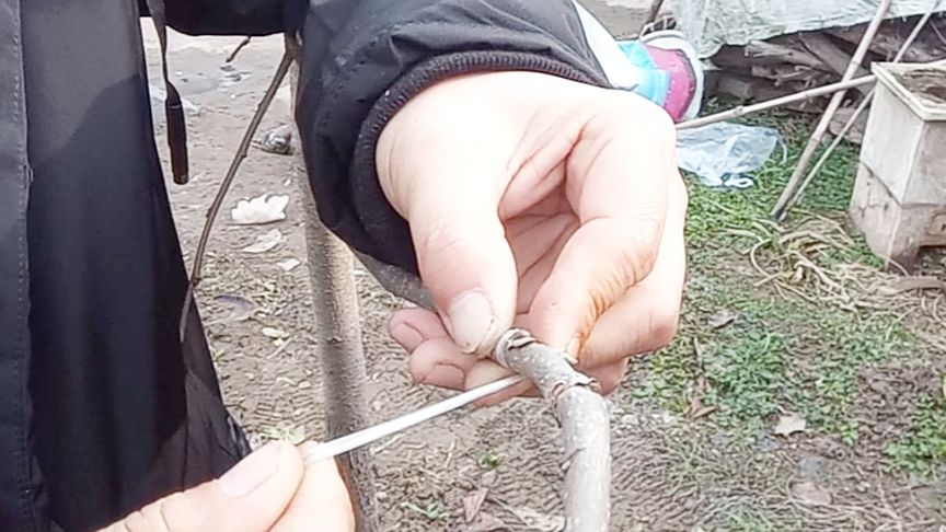 家里的果树只开花不结果怎么办?手把手教您