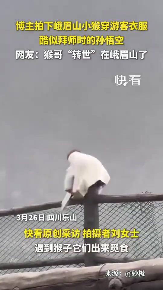 猴哥转世到峨眉山了!小猴穿游客衣服酷似拜师时的悟空