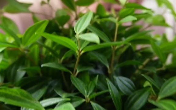 【花卉】名字很贵,钻石翡翠
