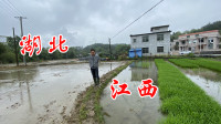 实拍江西和湖北的水稻种植方式,对比过后,没想到区别那么大