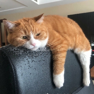 吃吃睡睡的十七 