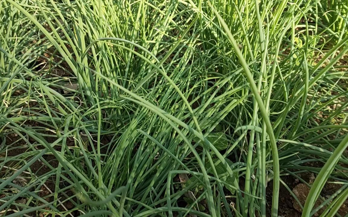 香葱越长越细小,天天浇水也没用,两种方法香葱快速长起来