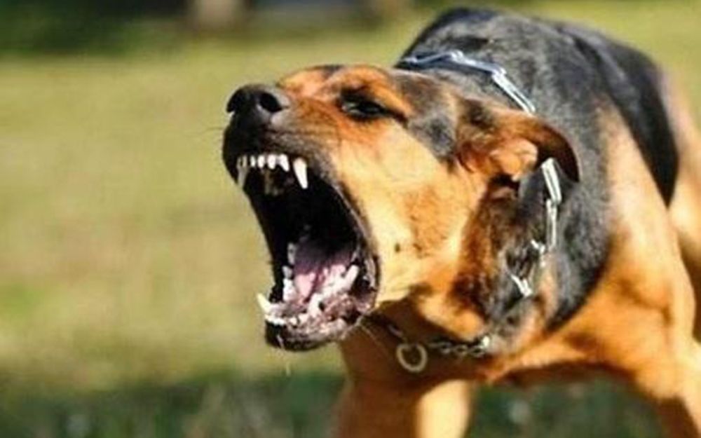 这个国家无人注射狂犬疫苗,却能消灭狂犬病六十年,是怎么做到的?!