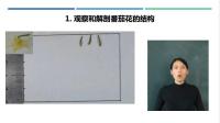 子房发育形成果实