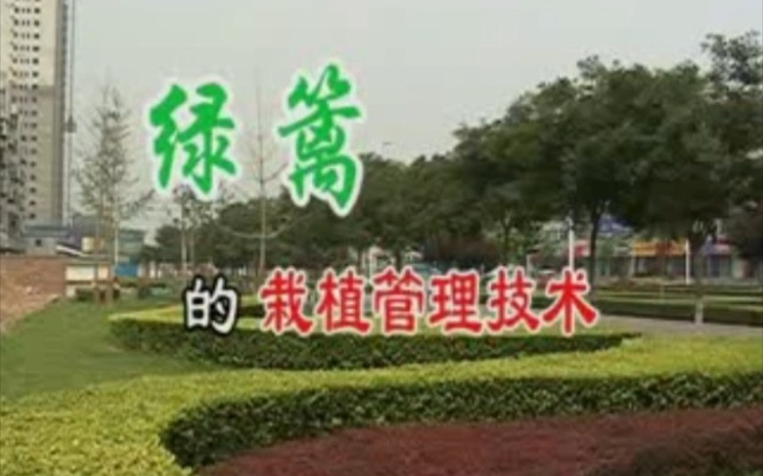绿篱的栽植管理技术