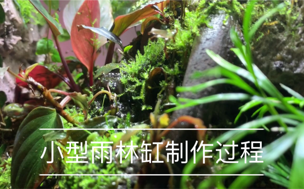 分享小型雨林缸制作过程,超详细!